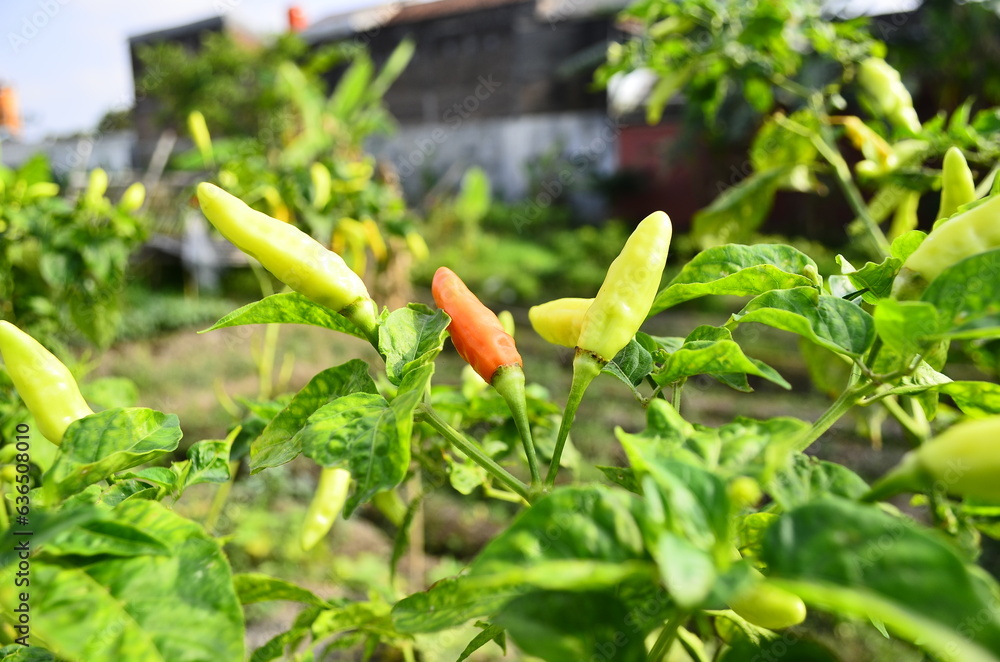 Chili plants thrive, the fruit is ripe, ready to be harvested by ...