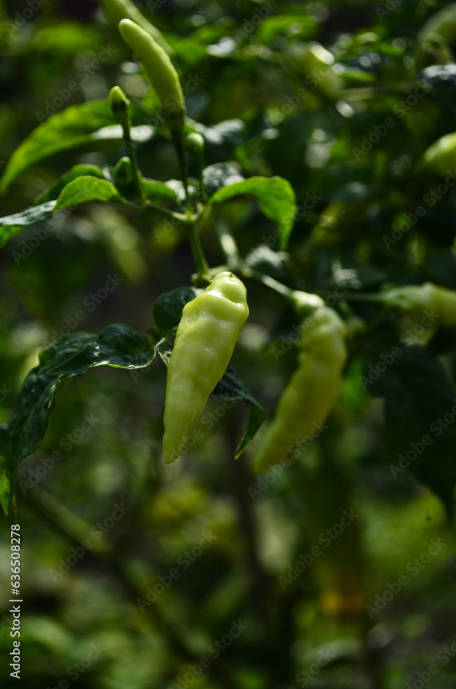 Chili plants thrive, the fruit is ripe, ready to be harvested by ...