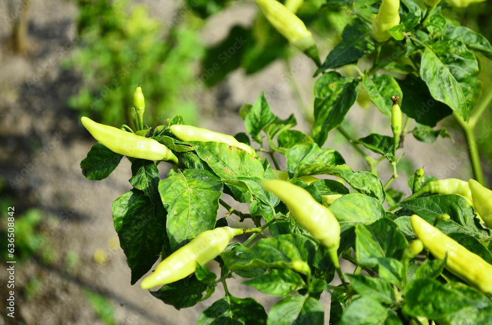 Chili plants thrive, the fruit is ripe, ready to be harvested by ...