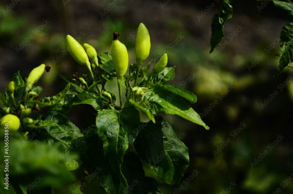 Chili plants thrive, the fruit is ripe, ready to be harvested by ...
