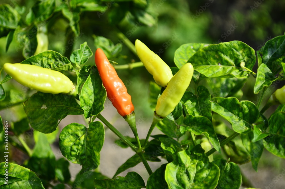 Chili plants thrive, the fruit is ripe, ready to be harvested by ...