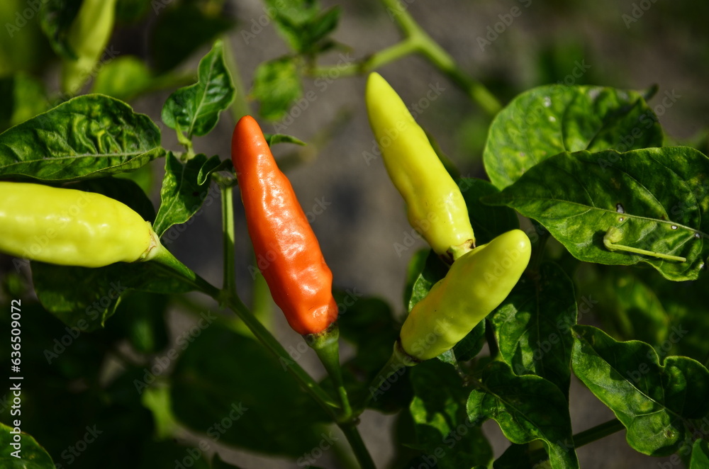 Chili plants thrive, the fruit is ripe, ready to be harvested by ...