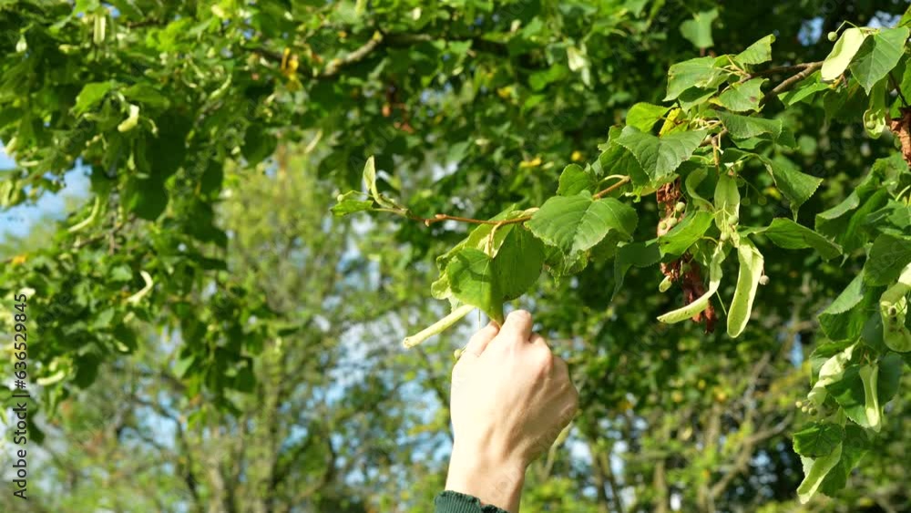 Female hand reaching up for tree branches, in 4K, Slow Motion ...