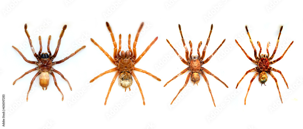 Exotic insects of the fauna of South America common in Central and ...