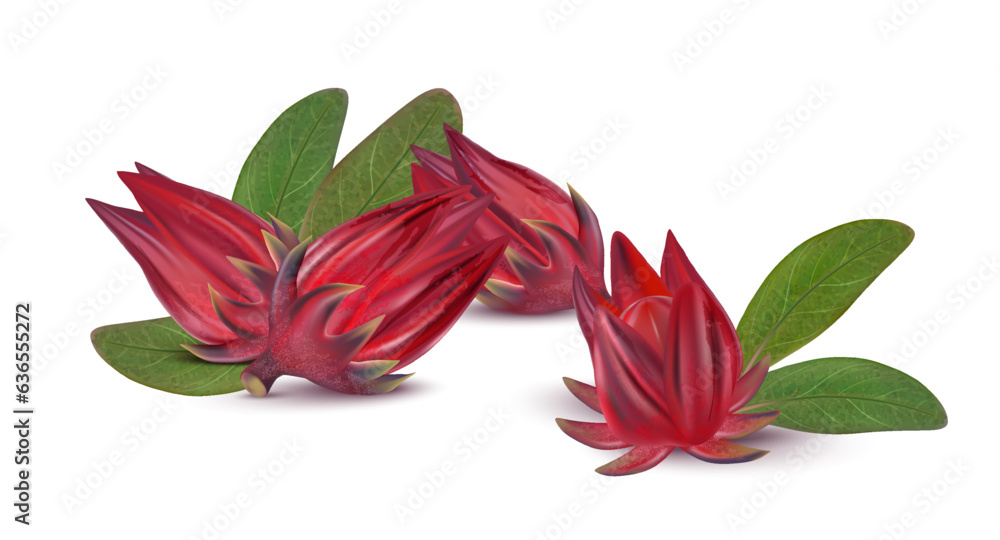Roselle group isolated on white background. 3D realistic vector ...
