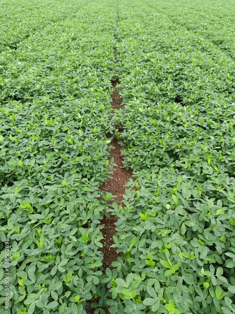 peanuts farm, Organic Farm Land Crops In India multiple layers of ...
