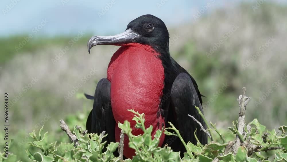 Magnificent frigatebird, Fregata magnificens, a big black seabird with ...