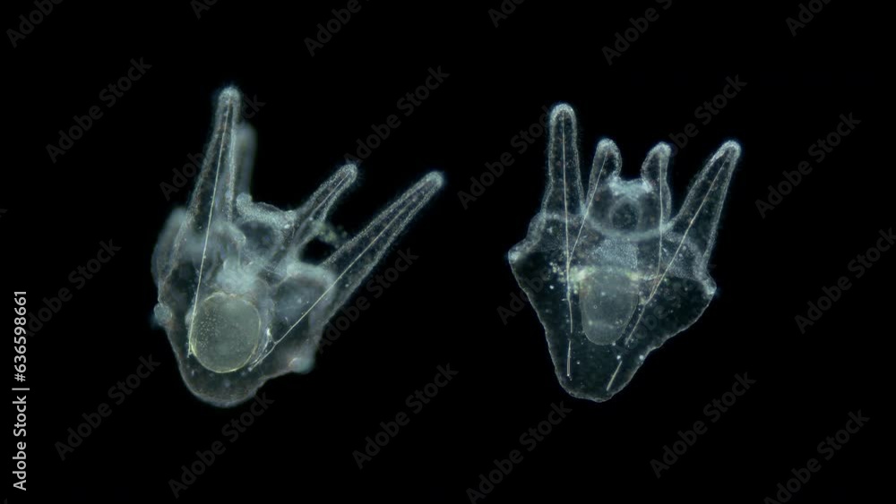 Larvae sea urchin Strongylocentrotus pallidus under microscope, phylum ...