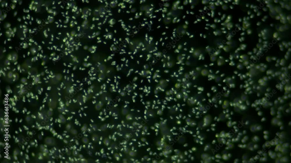 Unicellular algae Dunaliella salina under the microscope, Chlorophyta ...