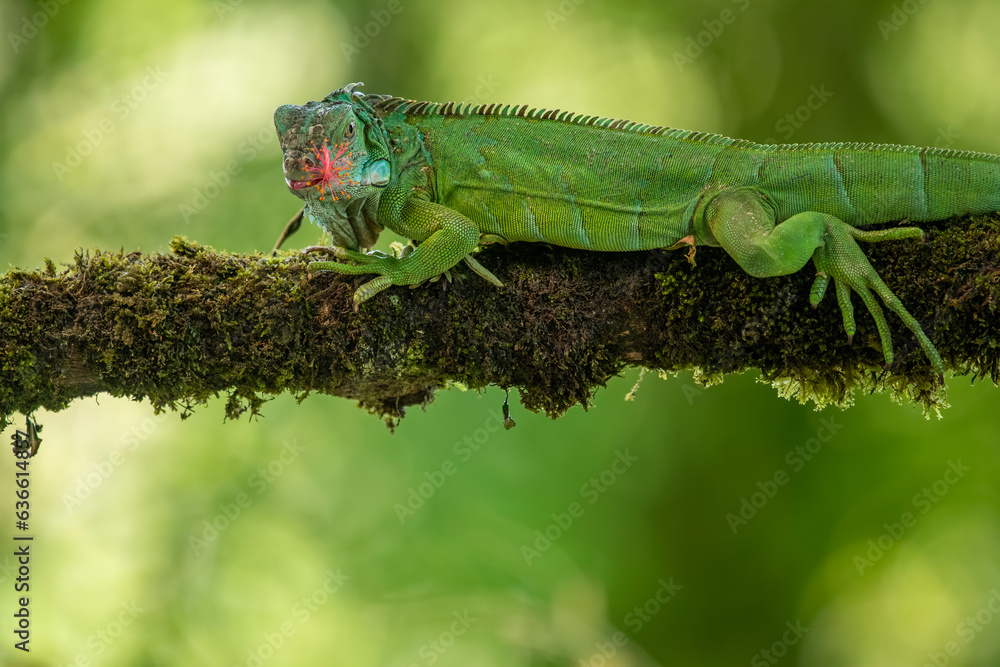 The green iguana, also known as the American iguana or the common green ...