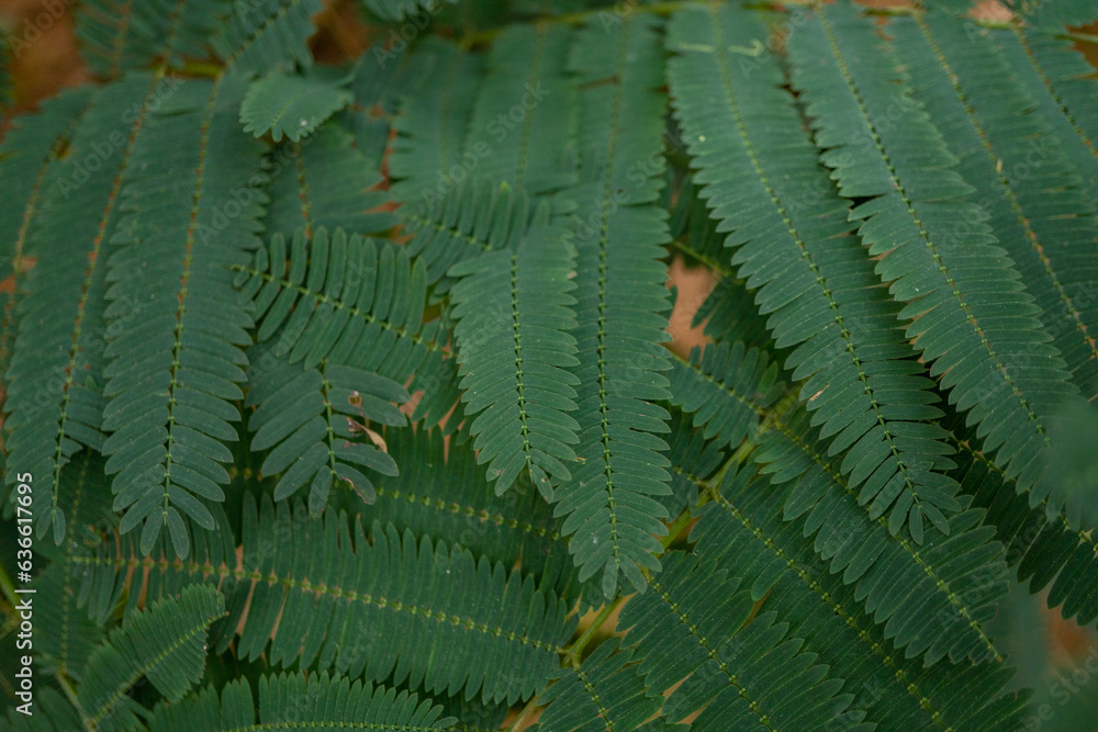 Leucaena leucocephala lamtoro tropical plant green leaf background. The ...