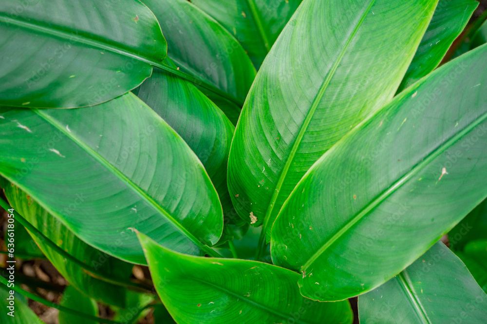 Heliconia Densiflora green leaf background when growing on the garden ...