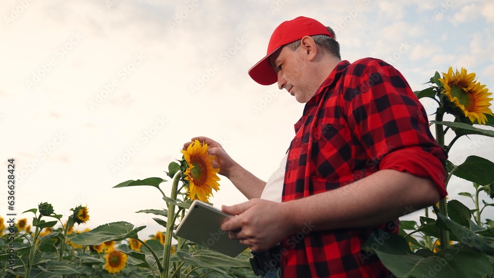 Farmer working in field with sunflowers using computer tablet. Farmer ...