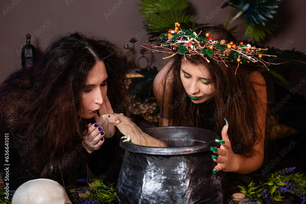 Two witches with tousled hair brew a potion in a cauldron with rats ...
