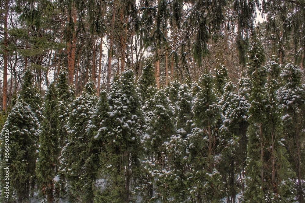 Big decorative green hedge of thuja trees at backyard. Home garden ...