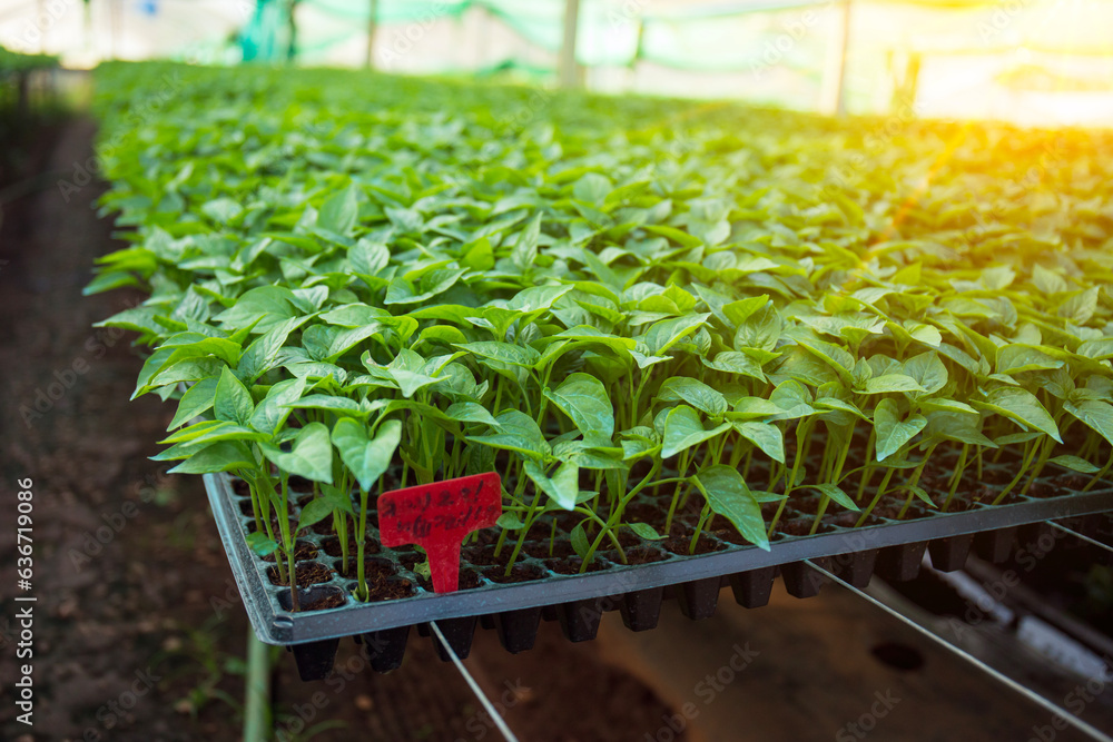 Planting chili seedlings in plastic trays filled with soil for separate ...