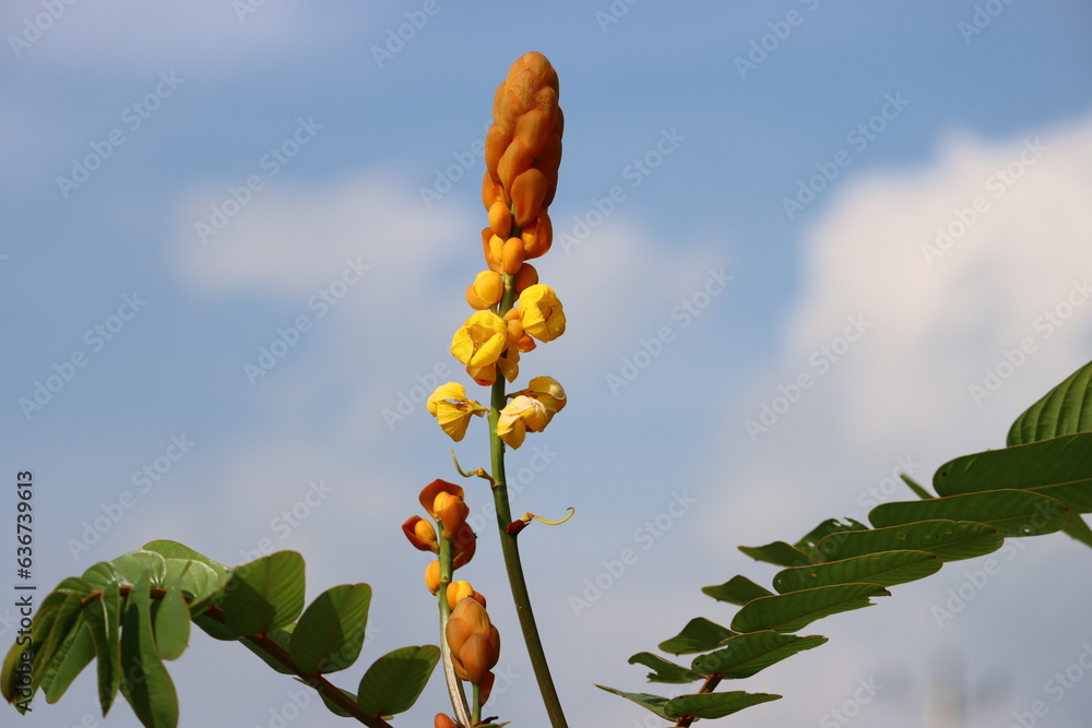 Cambodia. Senna alata is an important medicinal tree. It also known as ...