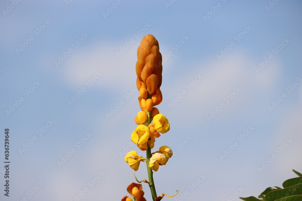 Cambodia. Senna alata is an important medicinal tree. It also known as ...