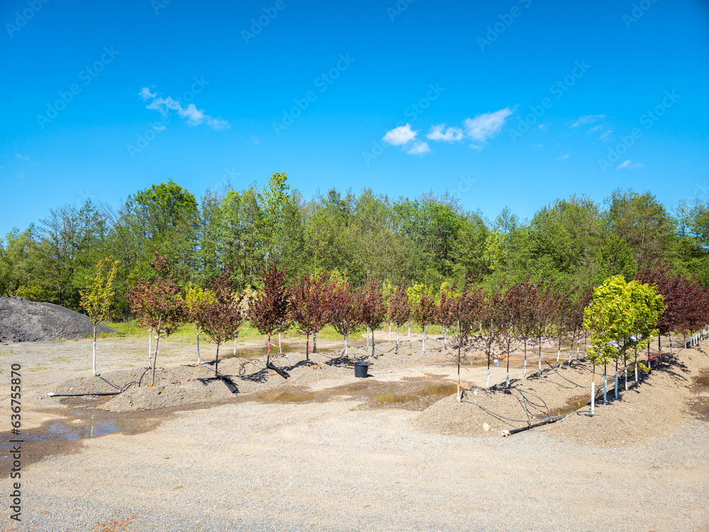 Landscape Wide View of Baby Trees Planted in Lines with Dripping ...