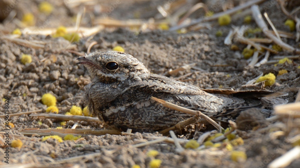 Eurasian Nightjar or European Nightjar (Caprimulgus europaeus). A ...