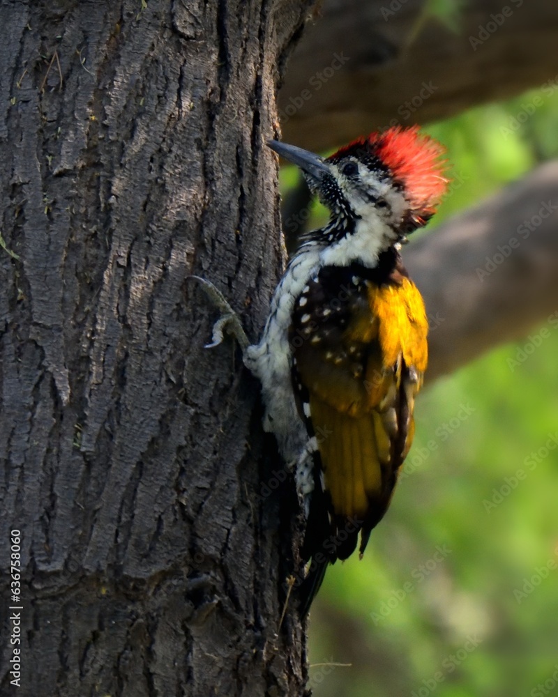 Black-rumped Flameback (Dinopium benghalense). The most common and ...