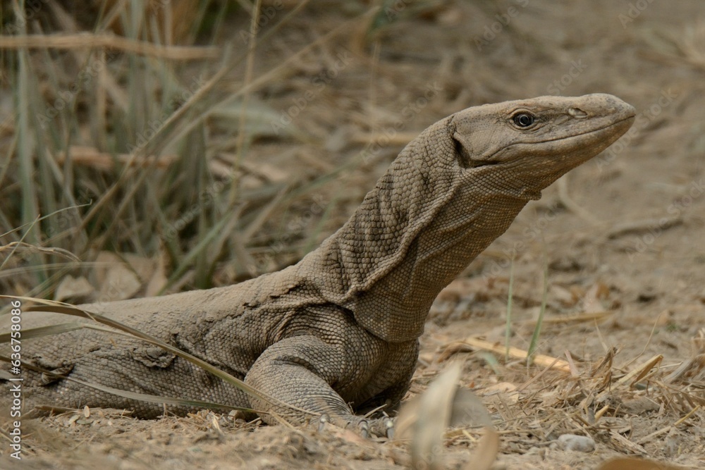 Bengal Monitor or Indian Monitor (Varanus bengalensis). A large Lizard ...