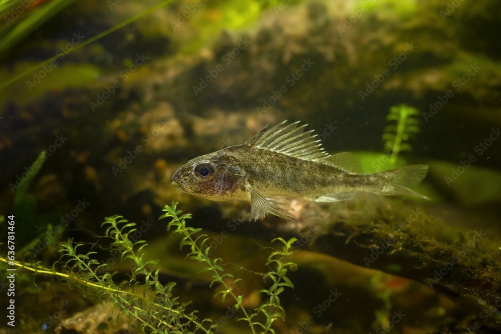 captive domesticated young Eurasian ruffe, careful wild freshwater fish ...