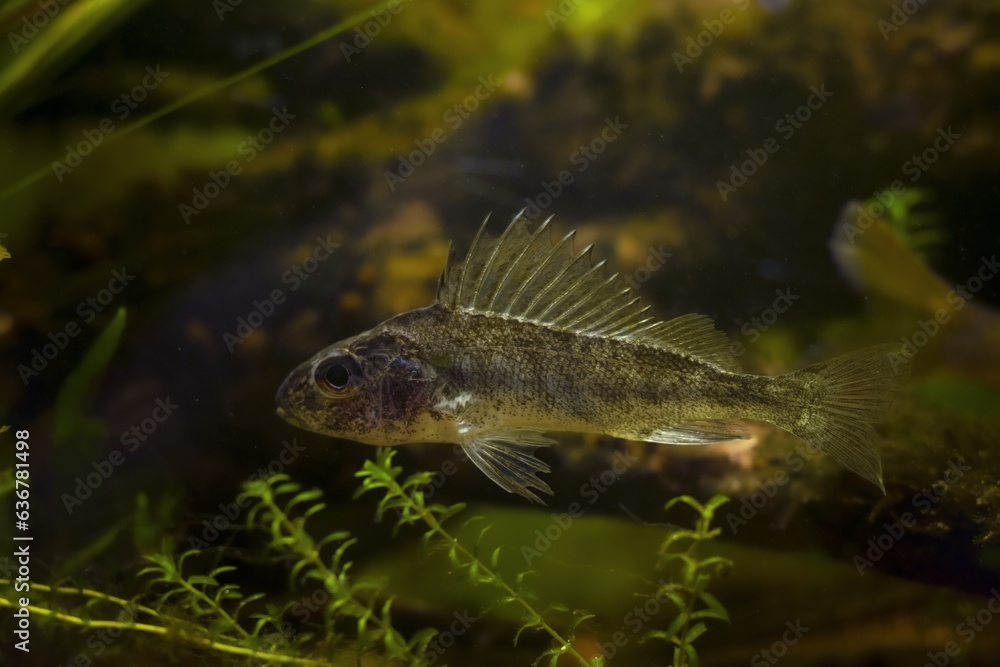 aggressive young Eurasian ruffe show fin, captive domesticated wild ...