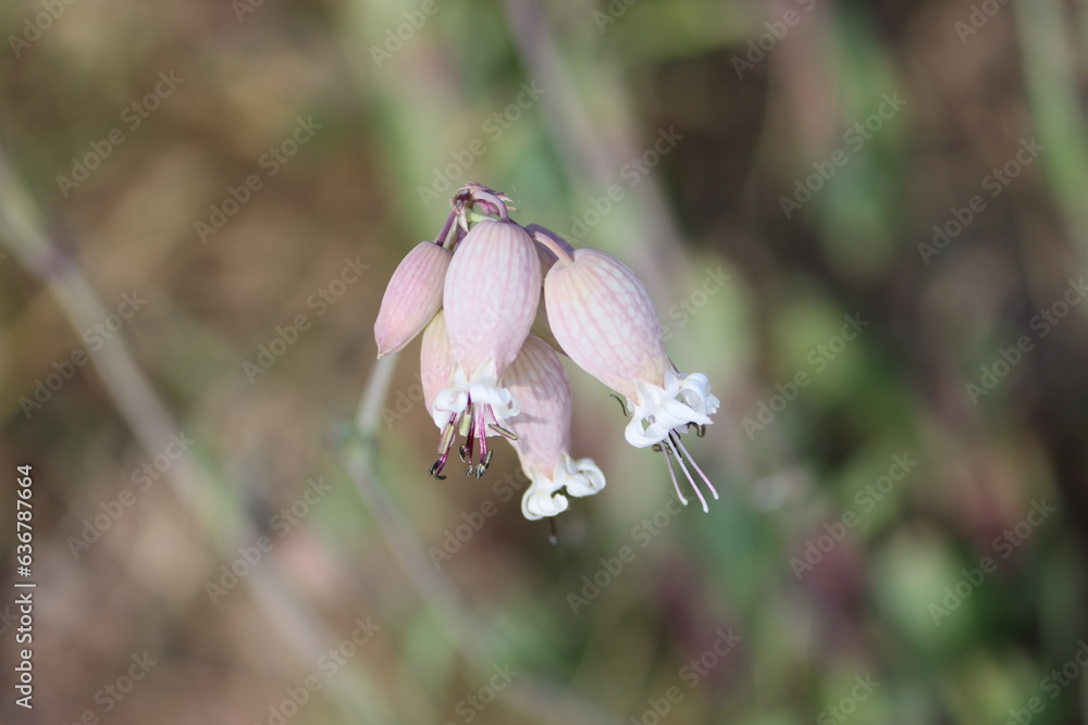 Sweden. Silene vulgaris, the bladder campion or maidenstears, is a ...