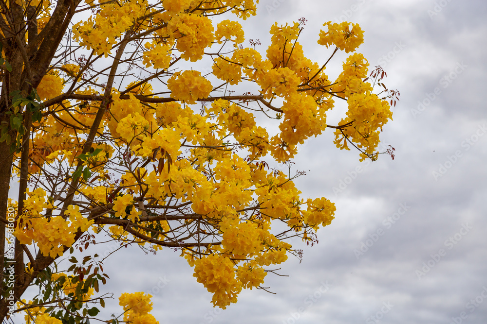 Golden trumpet tree, aka Yellow Ipe. Tabebuia Alba tree, Handroanthus ...