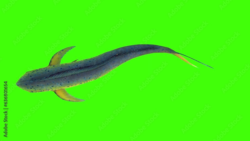 3D Mahi Mahi Fish swimming underwater or ocean top view loop Animation ...