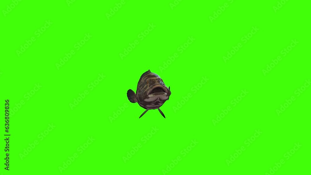 4k Grouper float render on chroma-key, 3D Grouper Fish swimming ...