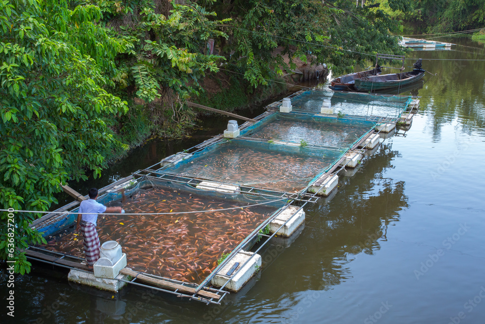 Fish farming in cages. Aquaculture farm in River from Thailand It is ...