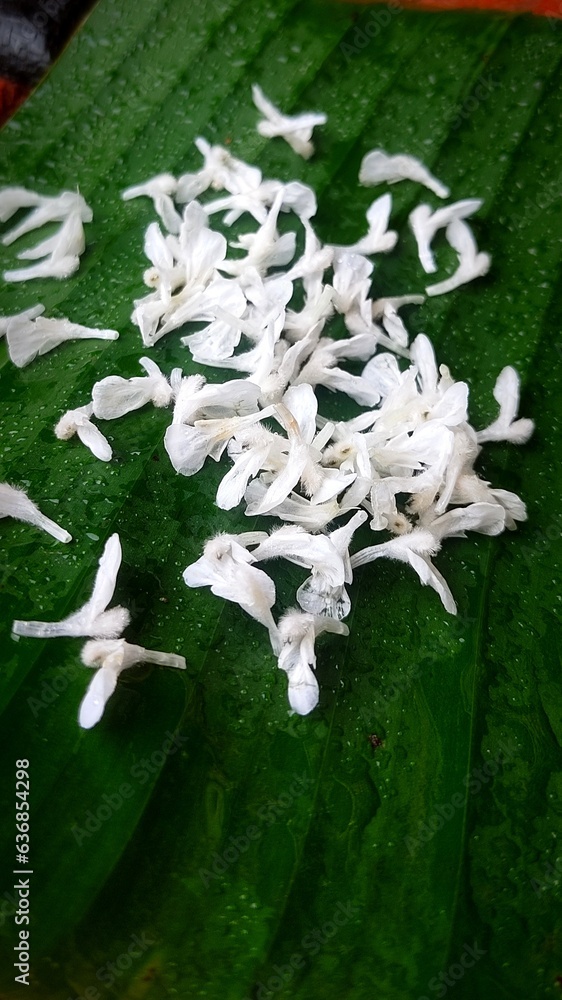 Leucas (Thumba) - The Onam Flower Stock Photo | Adobe Stock