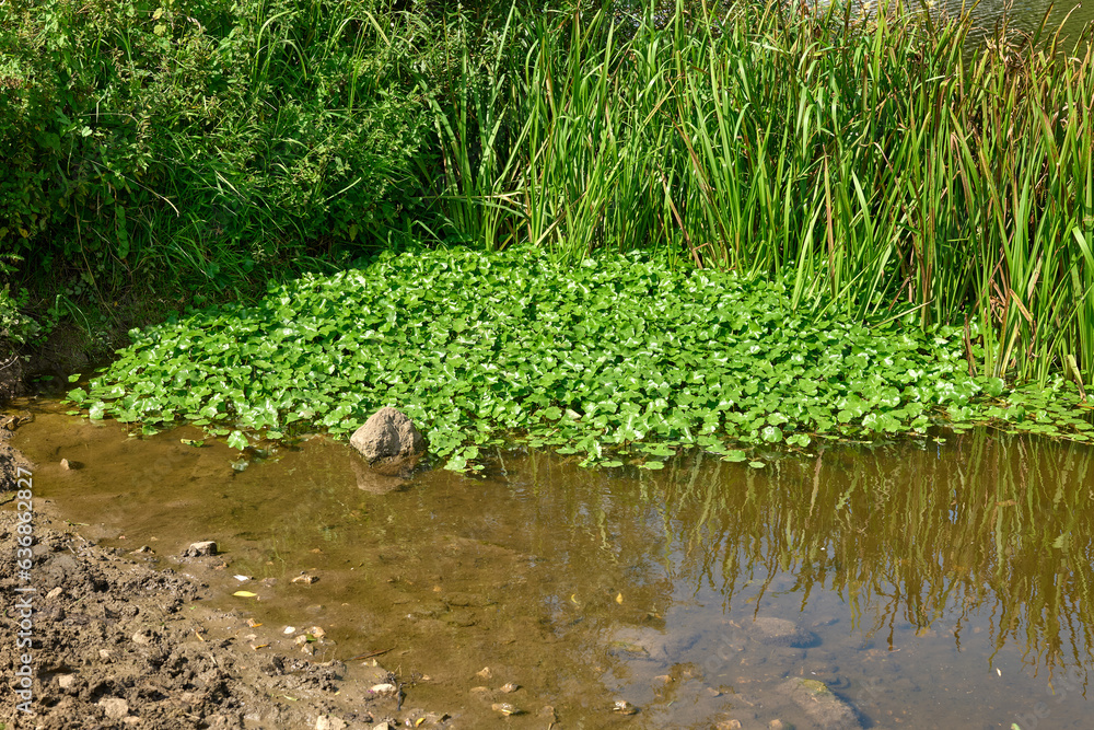 Mass of floating water weeds Stock Photo | Adobe Stock