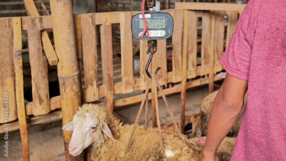 Sheep are hung and weighed with hanging scales in traditional wooden ...