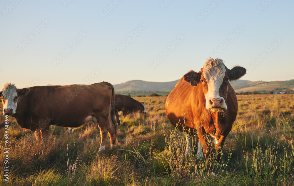Agriculture, nature and portrait of cow on farm for for sustainability ...