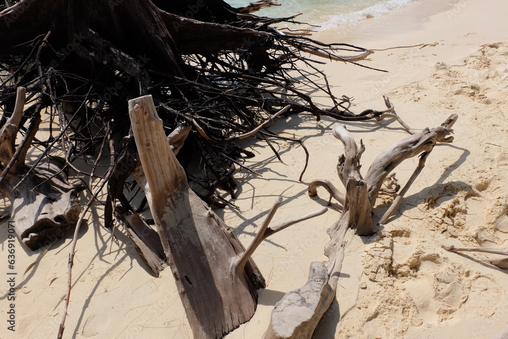 Dead and dry tree roots on the beach look like sculptures of art. Stock ...