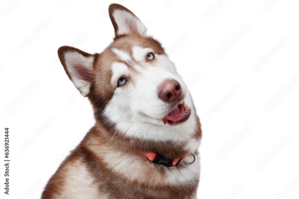 cute dog on transparent background siberian husky. Stock Photo | Adobe ...