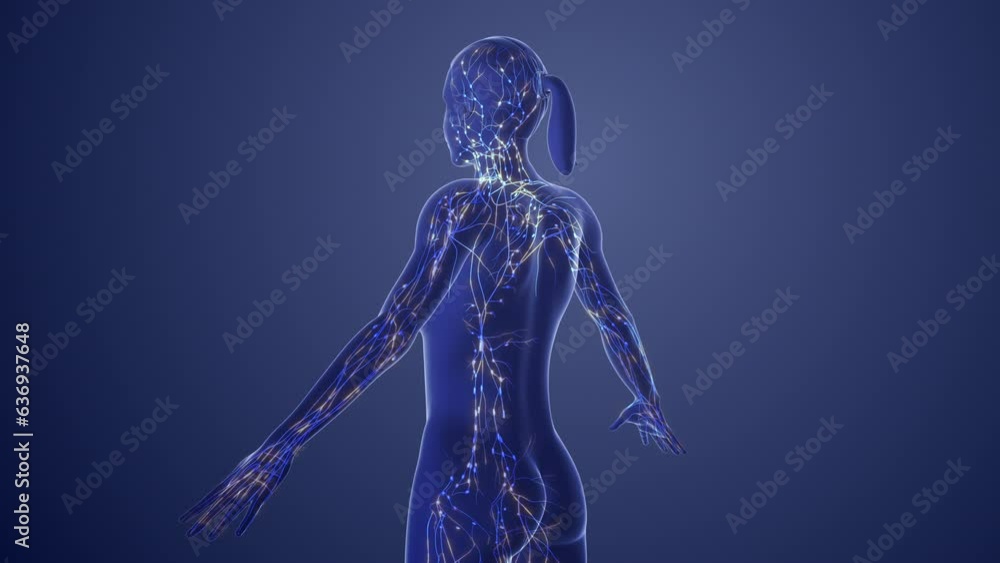 3D Anatomy of female lymphatic system Stock Video | Adobe Stock