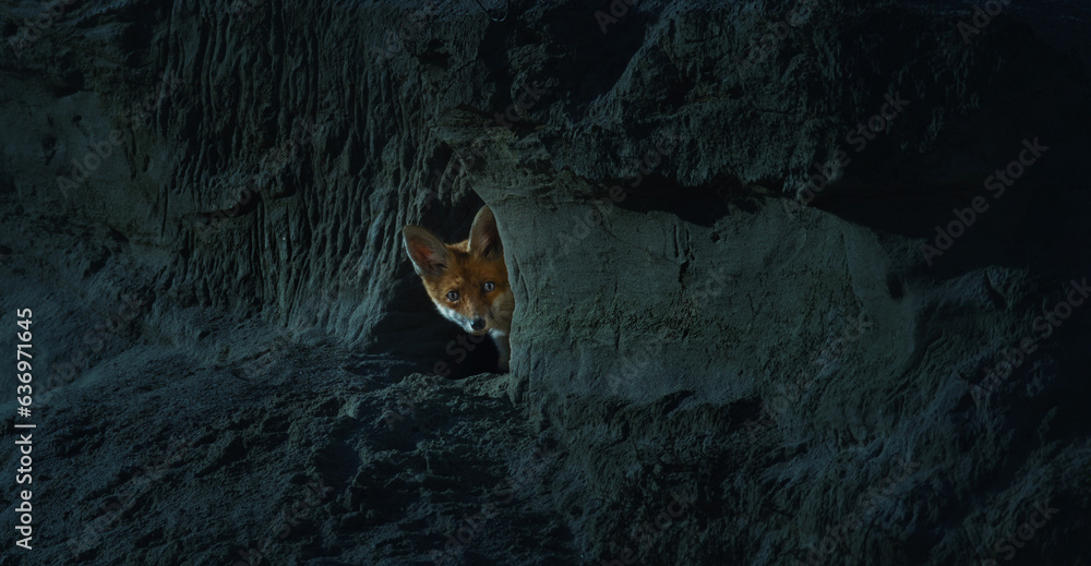 Cute fox Vulpes vulpes cub peeks out of the burrow at night and ...