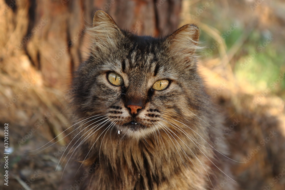 Long haired and noble tabby cat. Gümüldür, İzmir, Turkey. Stock Photo ...