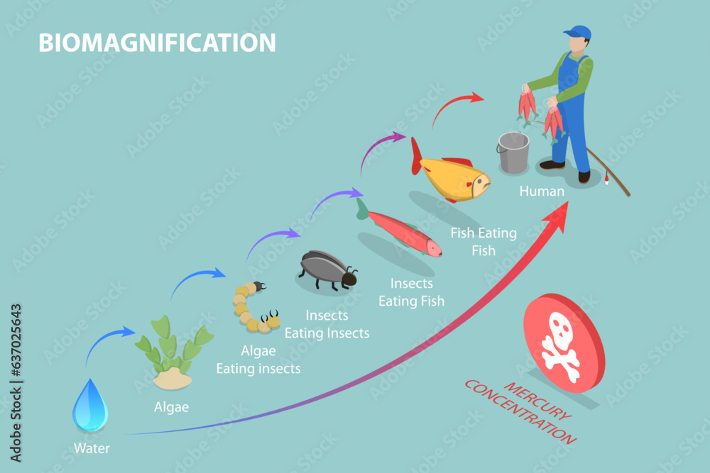 3D Isometric Flat Vector Conceptual Illustration of Biomagnification ...