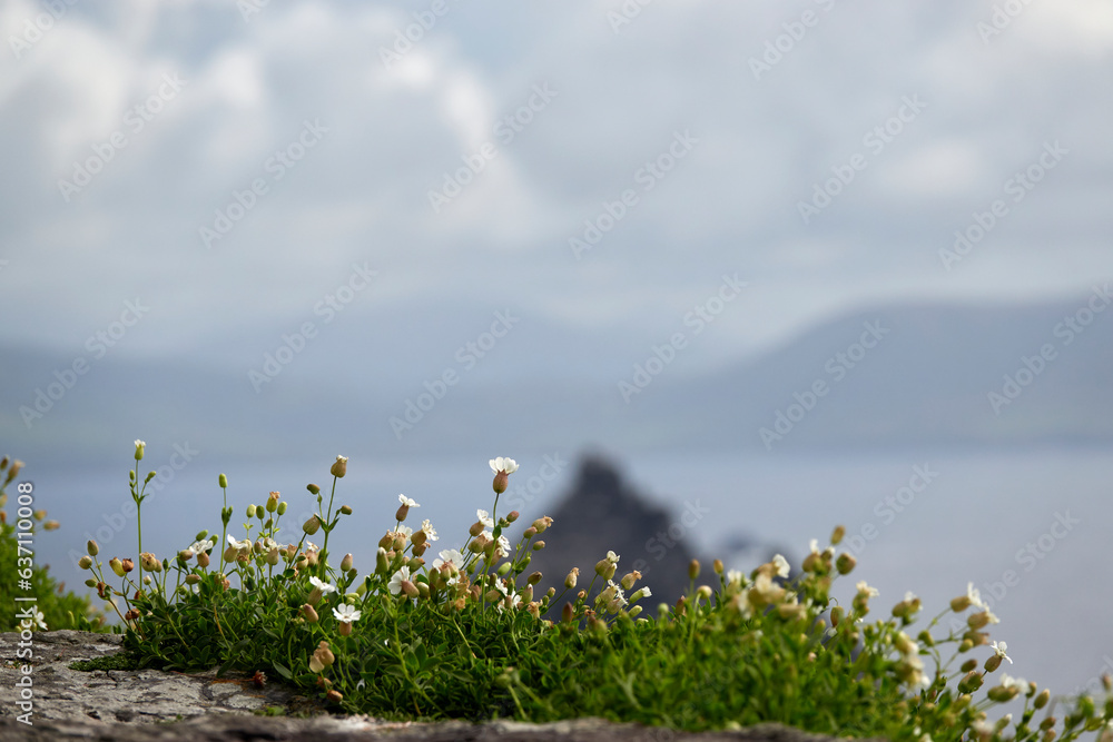 Poster Skellig Michael Monastery (Skellig Michael: Home of Luke ...