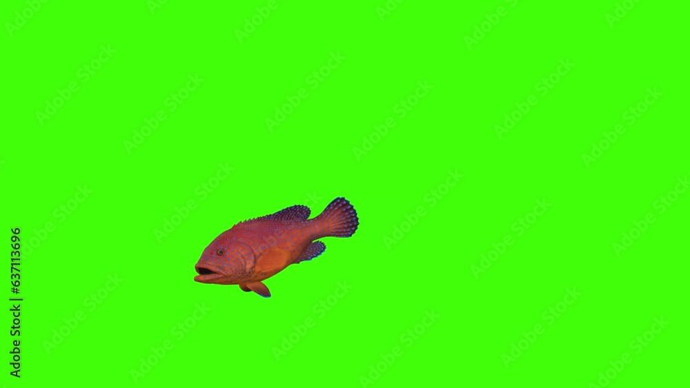 3D Coral grouper, hind, round-tailed Fish swim underwater ocean side ...