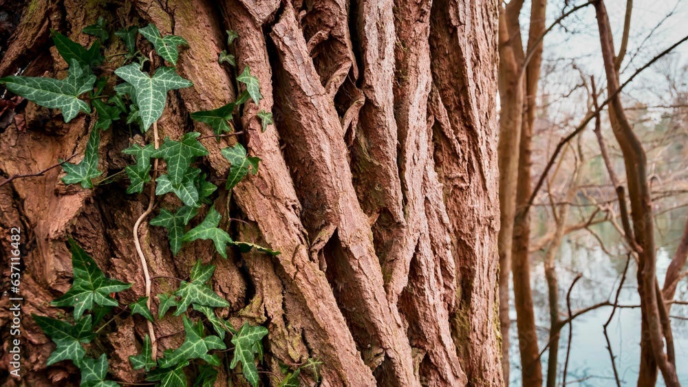 Lush, green ivy plant winding its way around the trunk of a tree in a ...