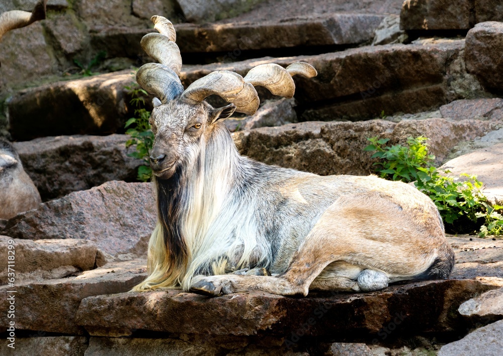 Screw-horned Goat (Turkmenian Markhor - Capra falconeri heptneri) in ...