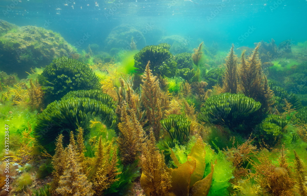 Green and brown seaweed underwater in the Atlantic ocean (mostly Codium ...