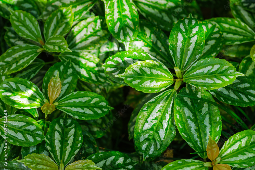 Top view of Aluminium plant aka Pilea cadierei aka watermelon pilea ...