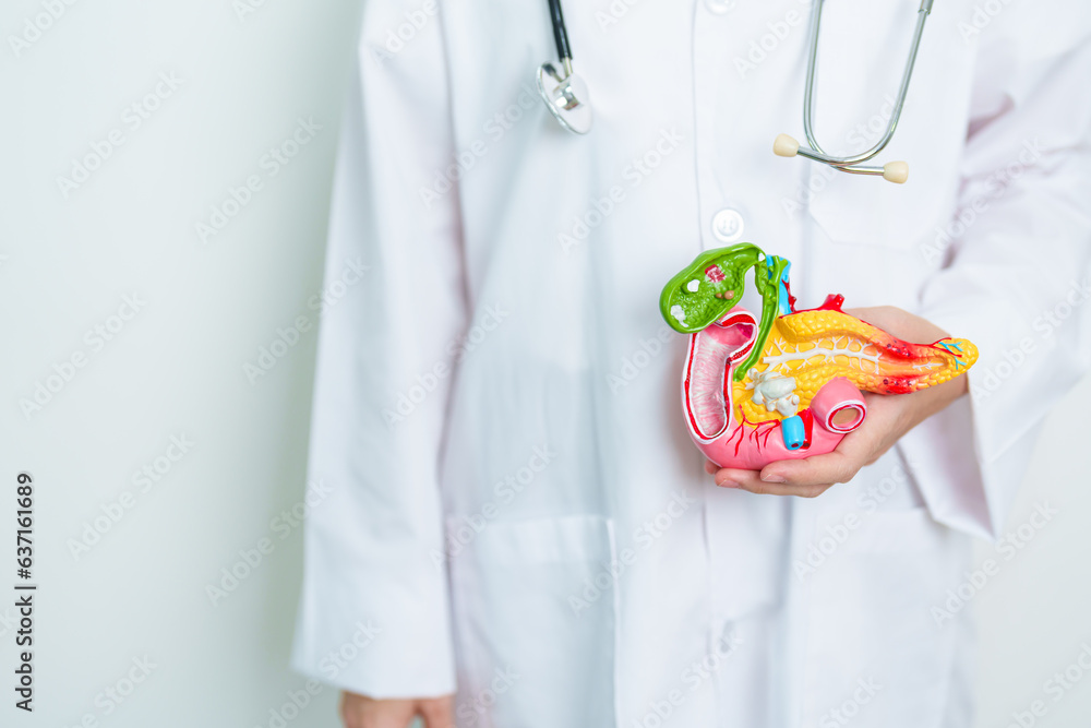 Doctor with human Pancreatitis anatomy model with Pancreas, Gallbladder ...